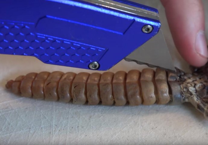 Skalpelom rasjekao zmiji zvečarki rep, pogledajte samo šta se nalazi ...